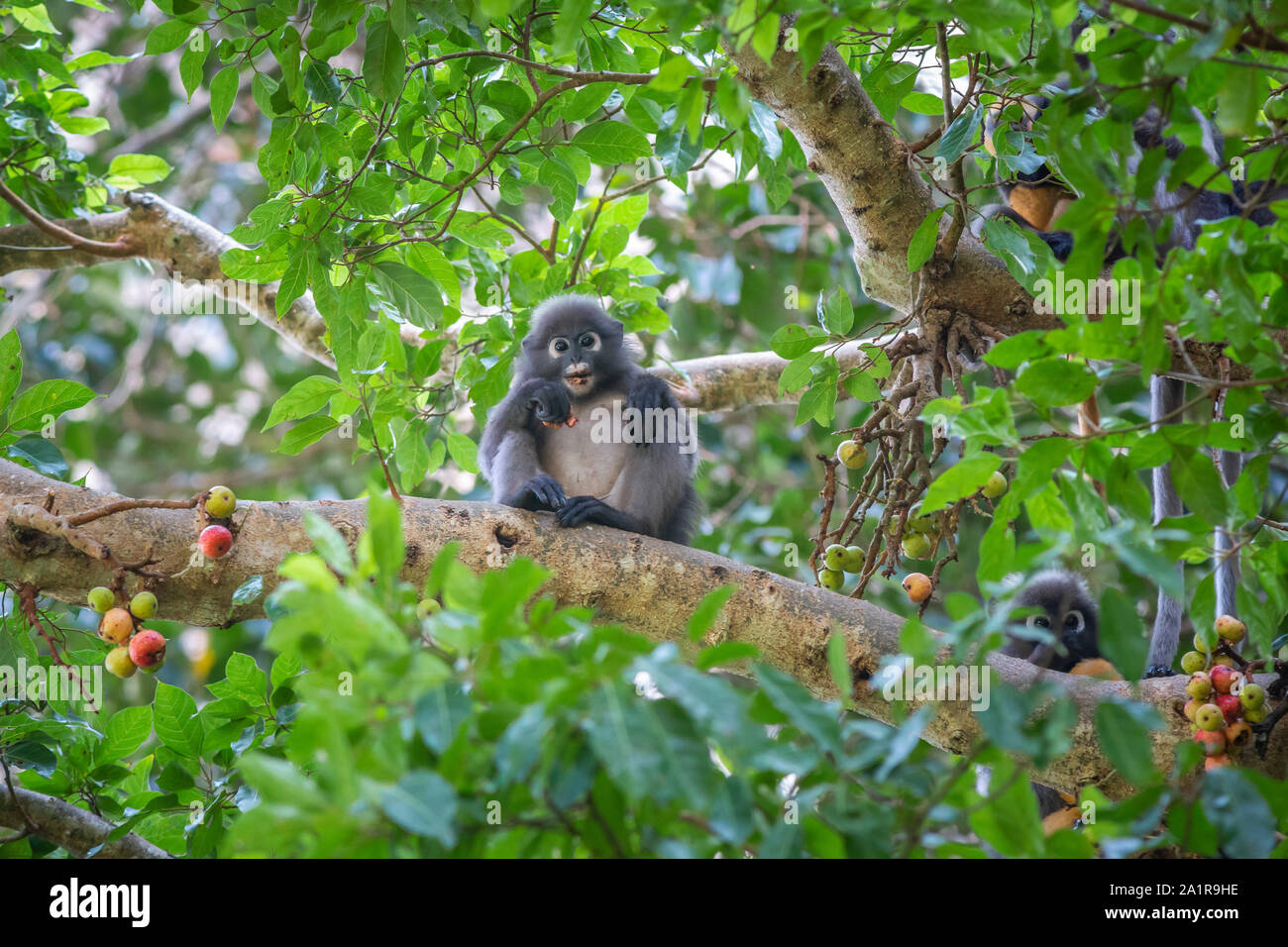 Dusky Leaf Monkey (Trachypithecus obscurus Stock Photo - Alamy