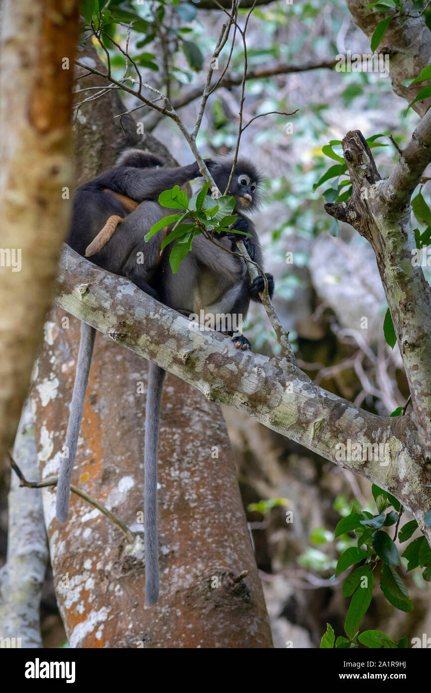 Dusky Leaf Monkey (Trachypithecus obscurus Stock Photo - Alamy
