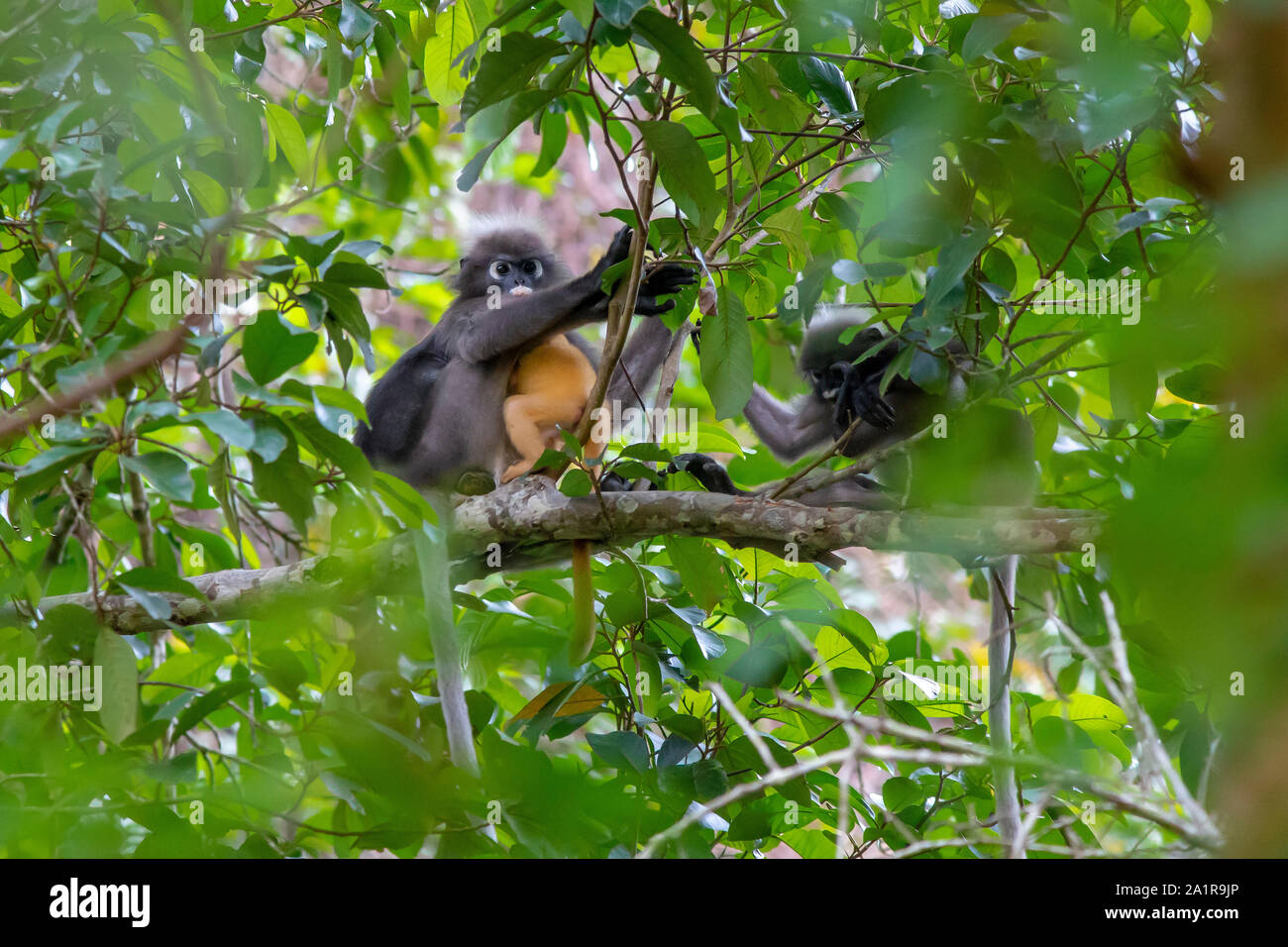 Ape with human child hi-res stock photography and images - Alamy