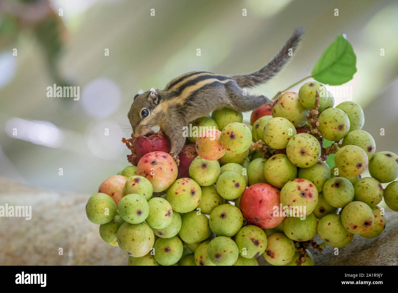 Himalayan striped squirrel (Tamiops mcclellandii Stock Photo - Alamy