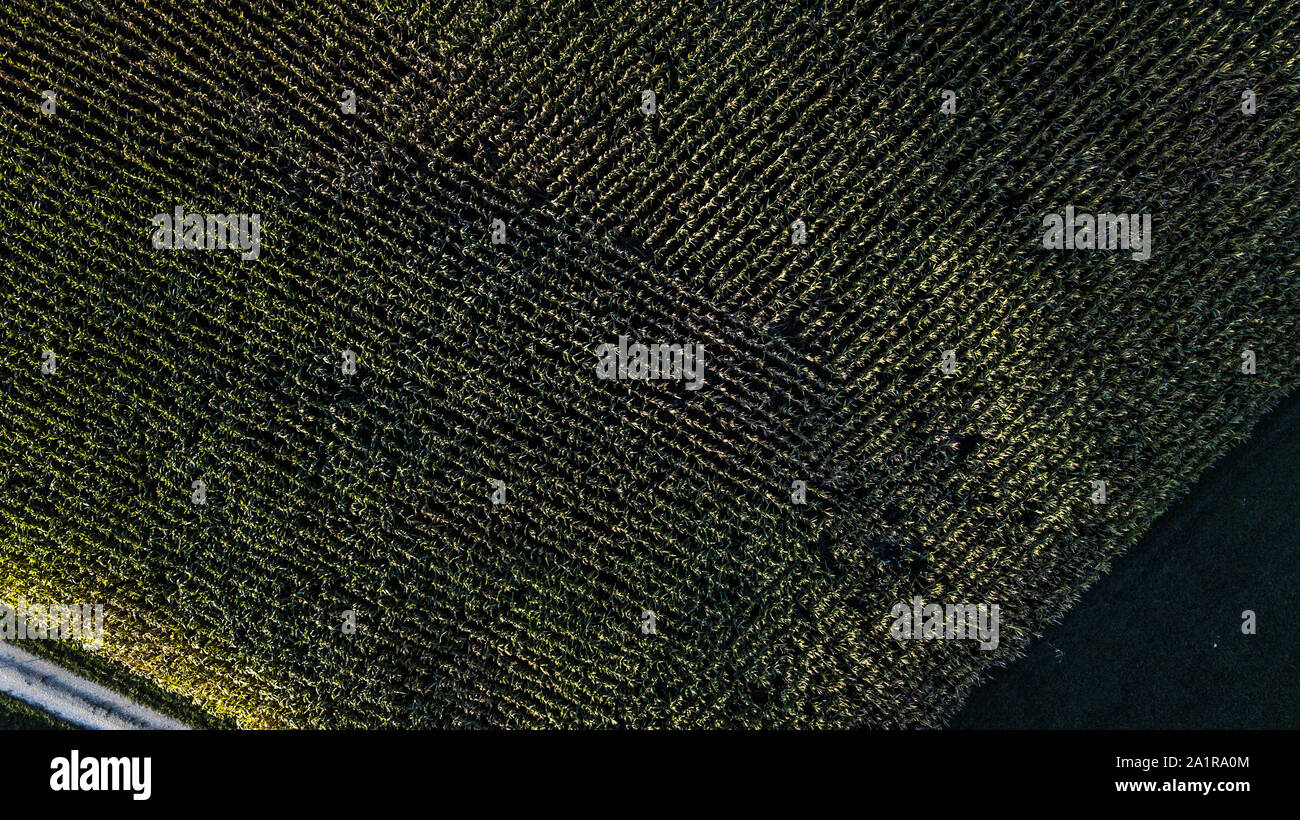 Tree tops from the air Stock Photo - Alamy