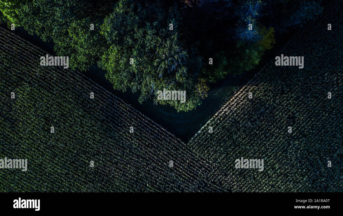 Tree tops from the air Stock Photo - Alamy