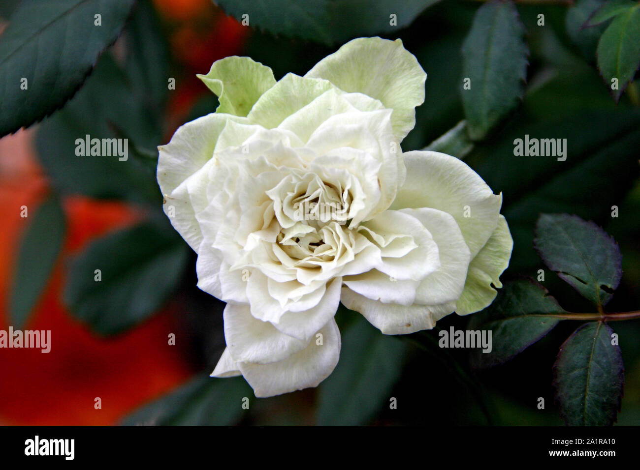 Mini roses hi-res stock photography and images - Alamy