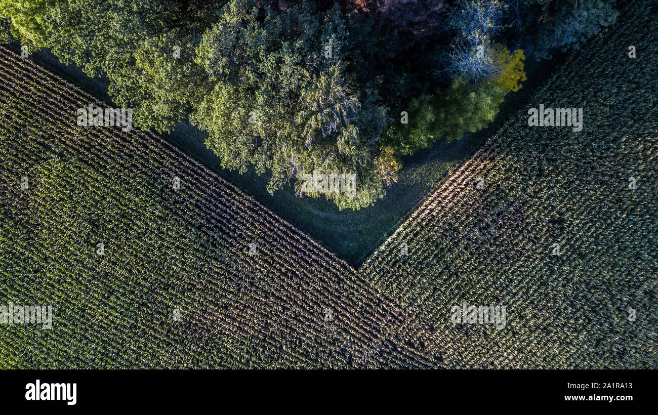 Tree tops from the air Stock Photo - Alamy