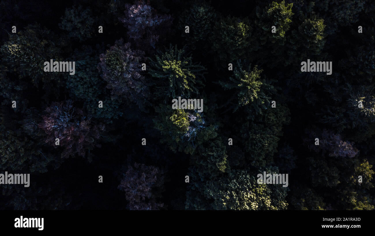 Tree tops from the air Stock Photo - Alamy