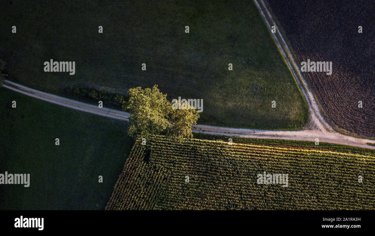 Tree tops from the air Stock Photo - Alamy