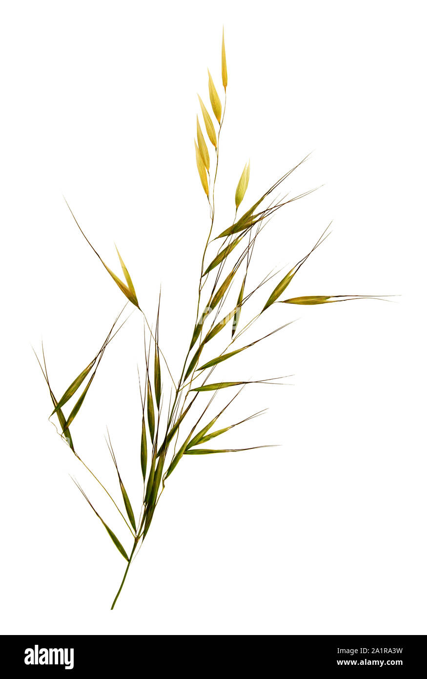 Grass stems and leaves Cut Out Stock Images & Pictures - Alamy