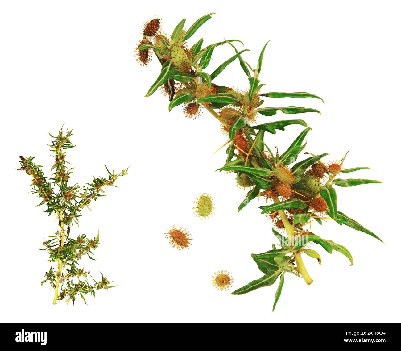 Prickly stem and leaves hi-res stock photography and images - Alamy