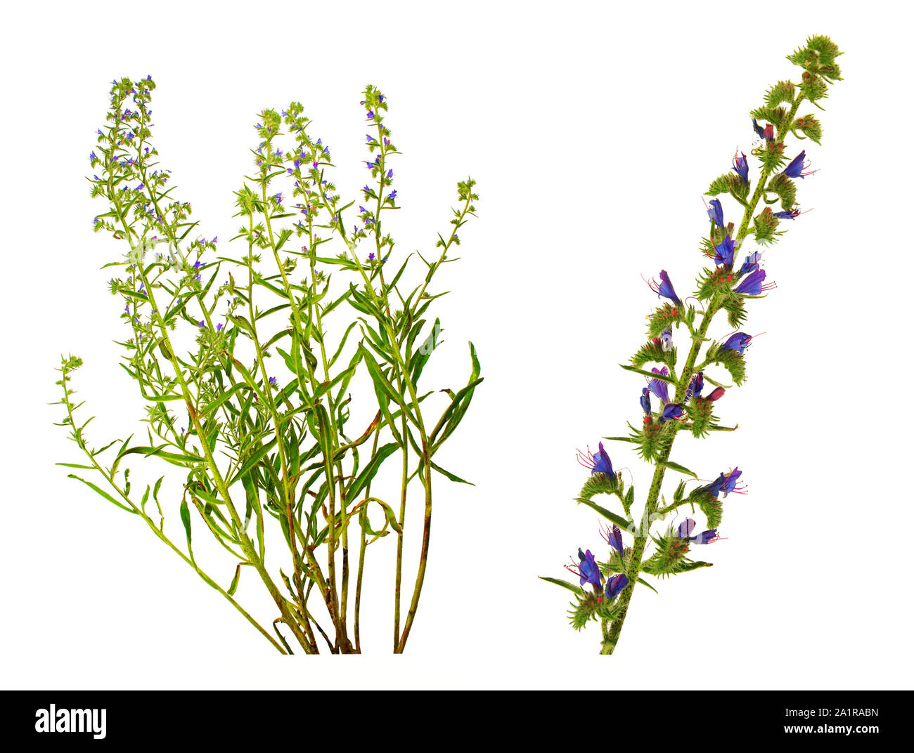 Viperine plant with blooming twig isolated on white background Stock ...