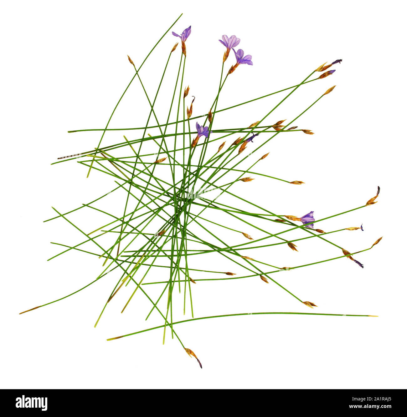 Random plant wallpaper hi-res stock photography and images - Alamy