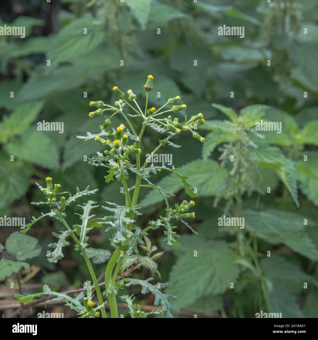 Flower heads of a Common Groundsel / Senecio vulgaris with some ...