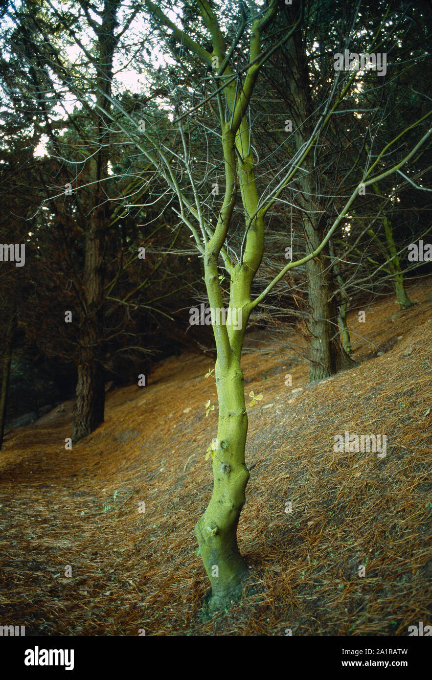 Channel Islands. Jersey. Trees on sloping land Stock Photo - Alamy