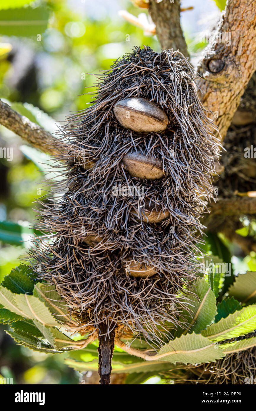 University of California at Santa Cruz Arboretum, Fire-Adapted Banksia ...