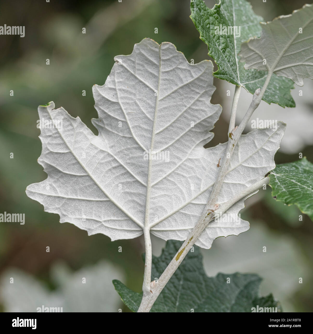 Green-white foliage / leaves of White Poplar tree / Populus alba ...