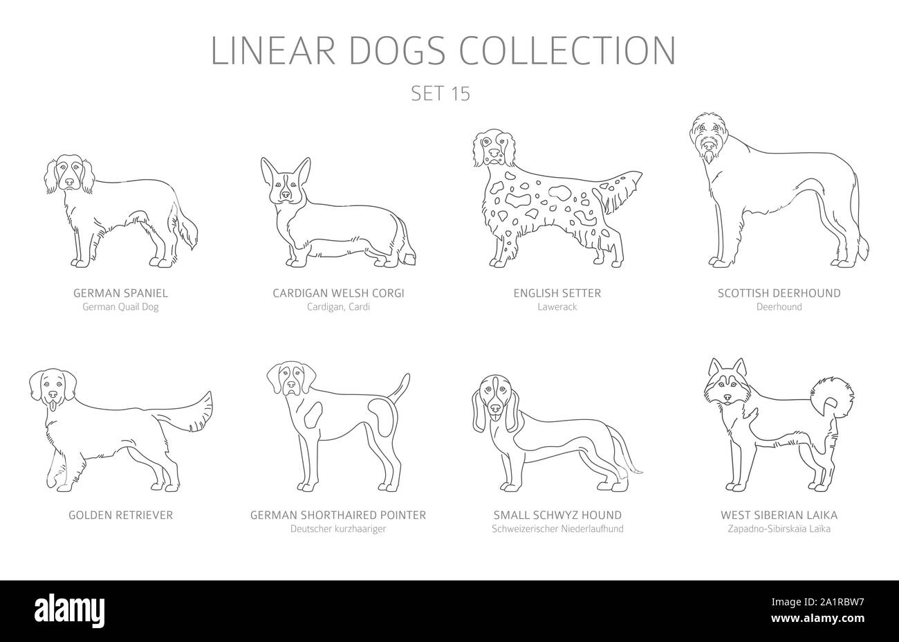Simple line dogs collection isolated on white. Dog breeds. Flat style ...