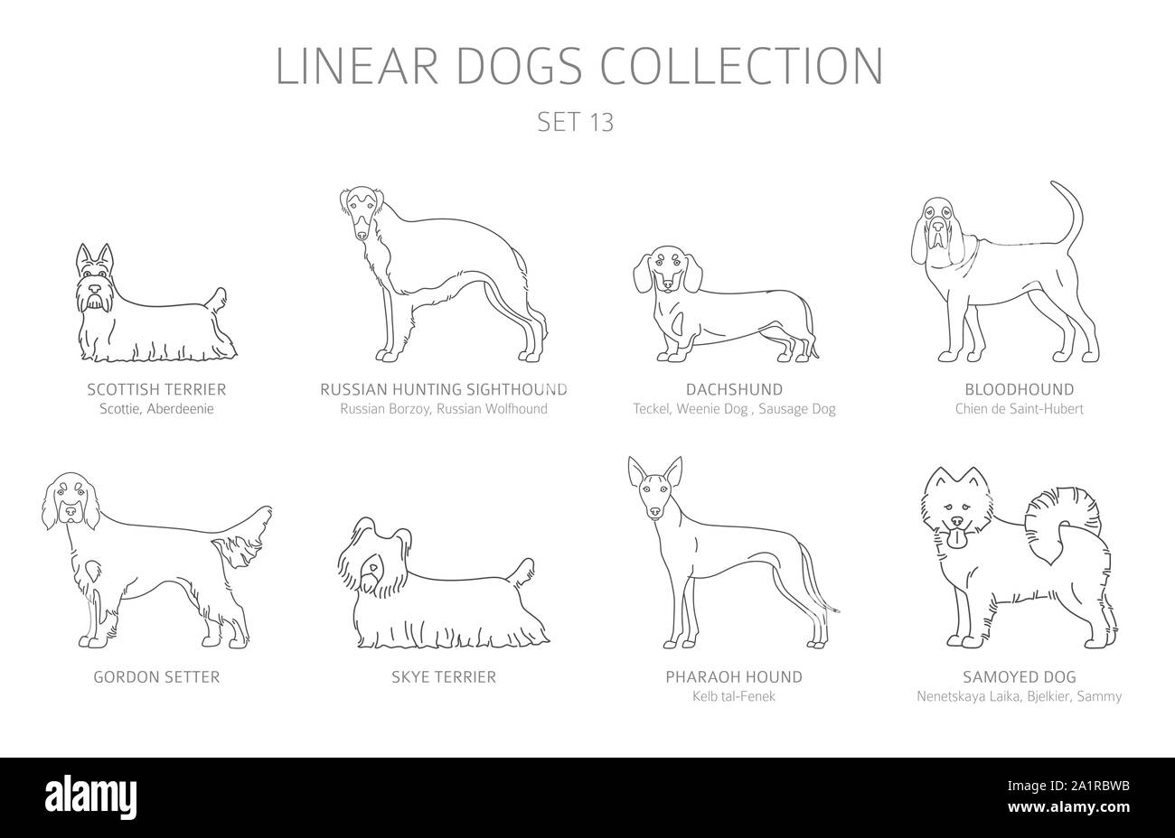 Simple line dogs collection isolated on white. Dog breeds. Flat style ...