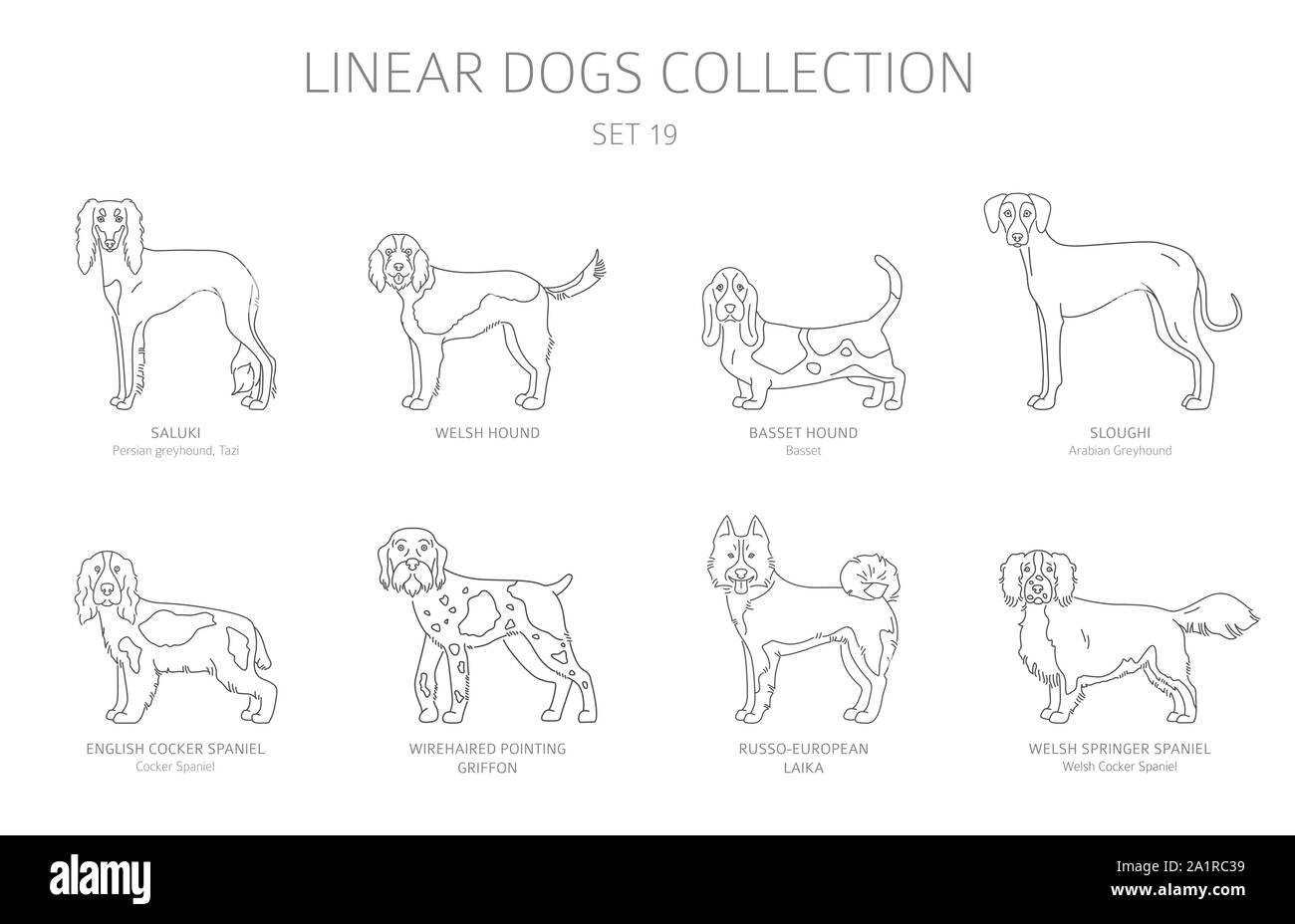 Simple line dogs collection isolated on white. Dog breeds. Flat style ...