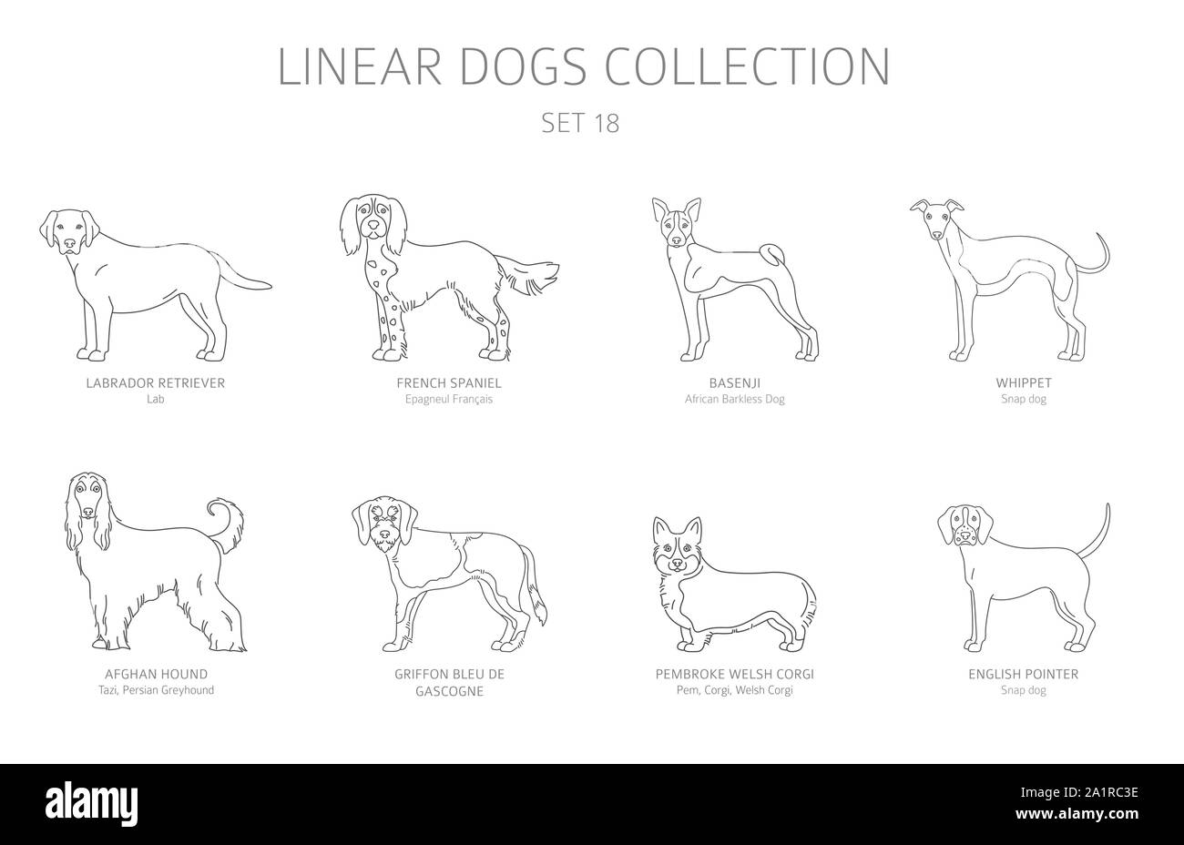 Simple line dogs collection isolated on white. Dog breeds. Flat style ...