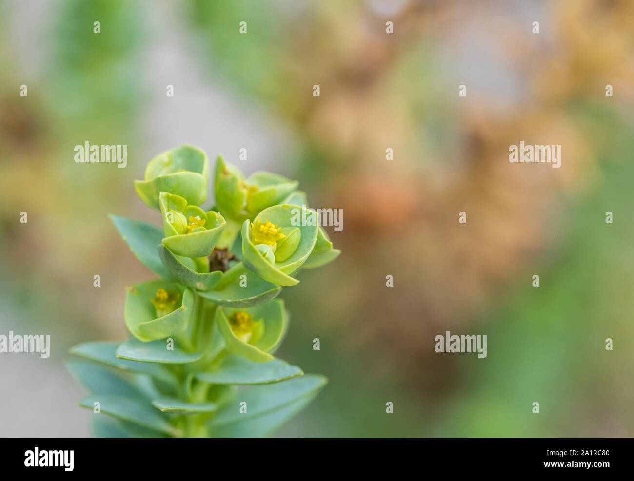 Flowers of Sea Spurge / Euphorbia paralias growing on a Cornwall beach ...