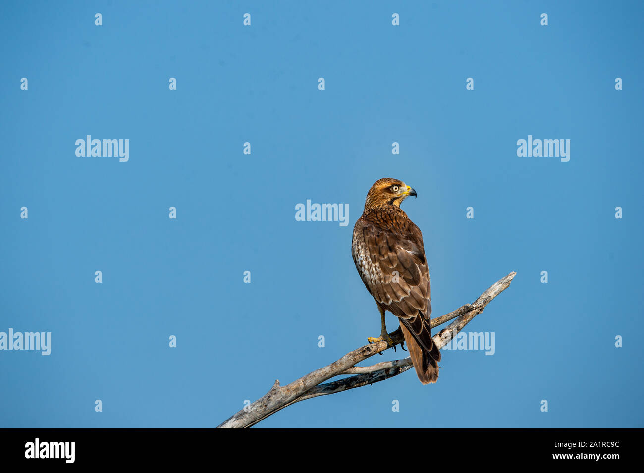 White eyed buzzard or Butastur teesa sitting on a beautiful perch and ...