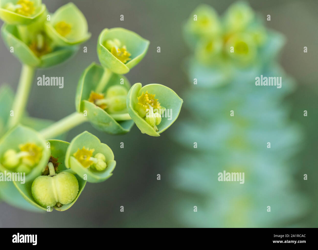 Sea spurge euphorbia paralias hi-res stock photography and images - Alamy