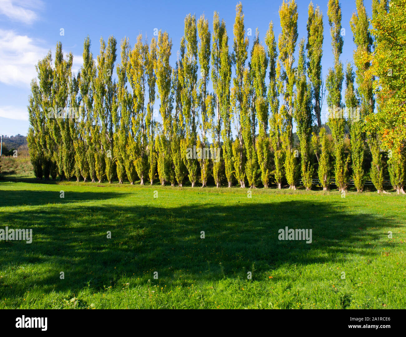 Green poplar trees hi-res stock photography and images - Alamy