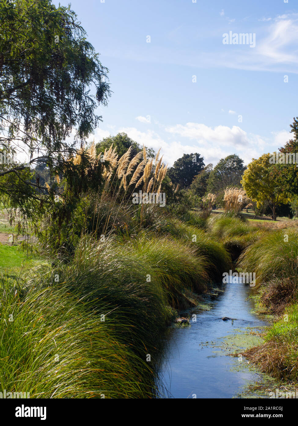 Stream Water Through Grasses Stock Photo - Alamy