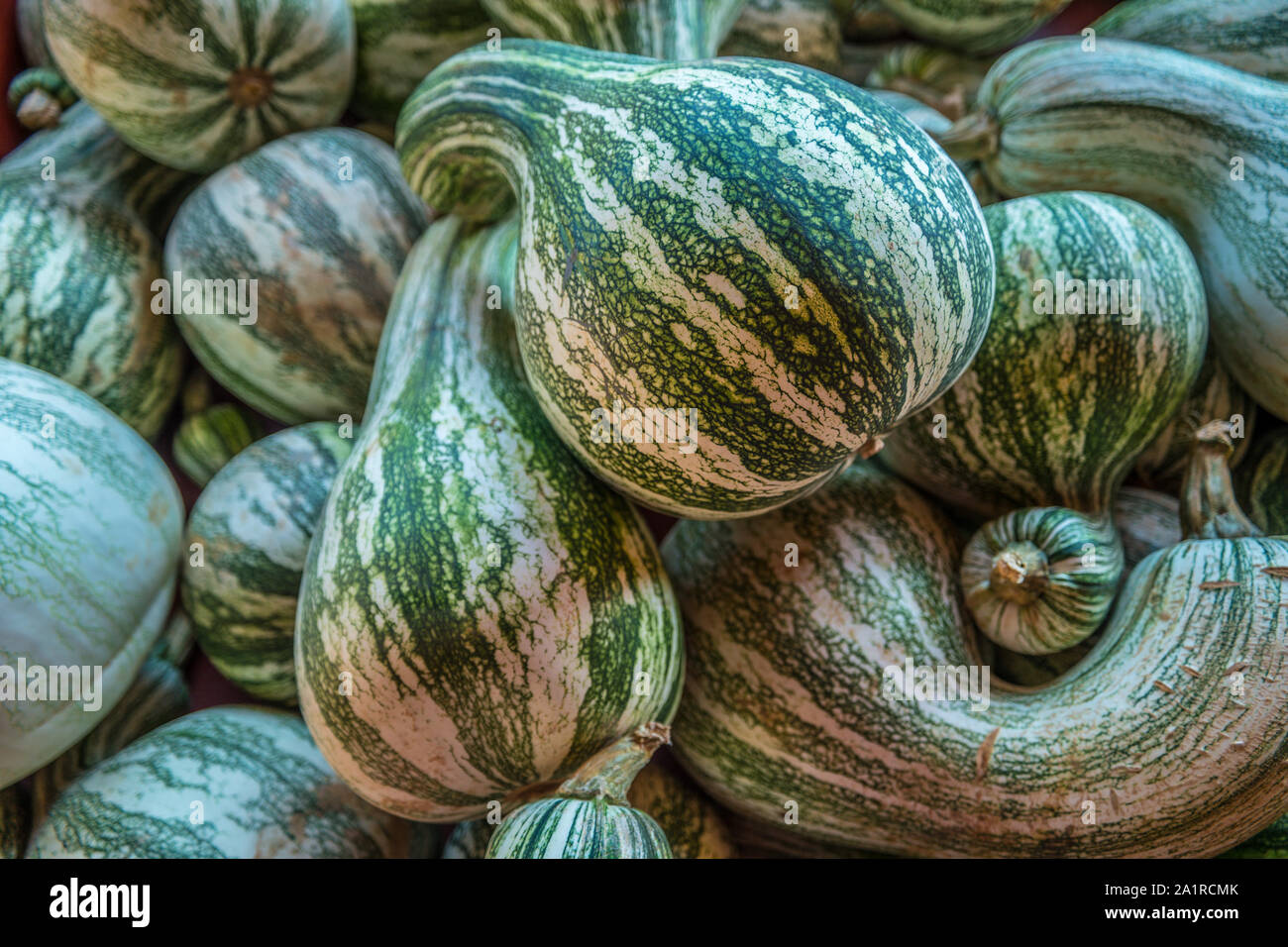 Variety of different shaped green and white striped bottle gourds in a ...