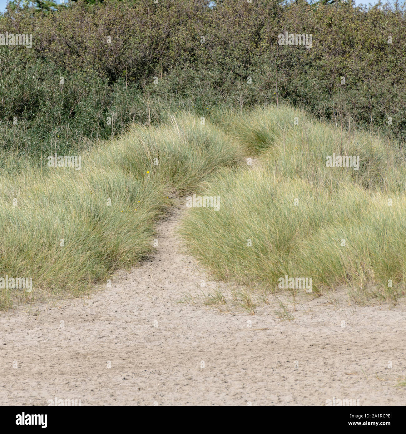 Sandy beach track leading into a sand dune system in sunshine. Metaphor ...