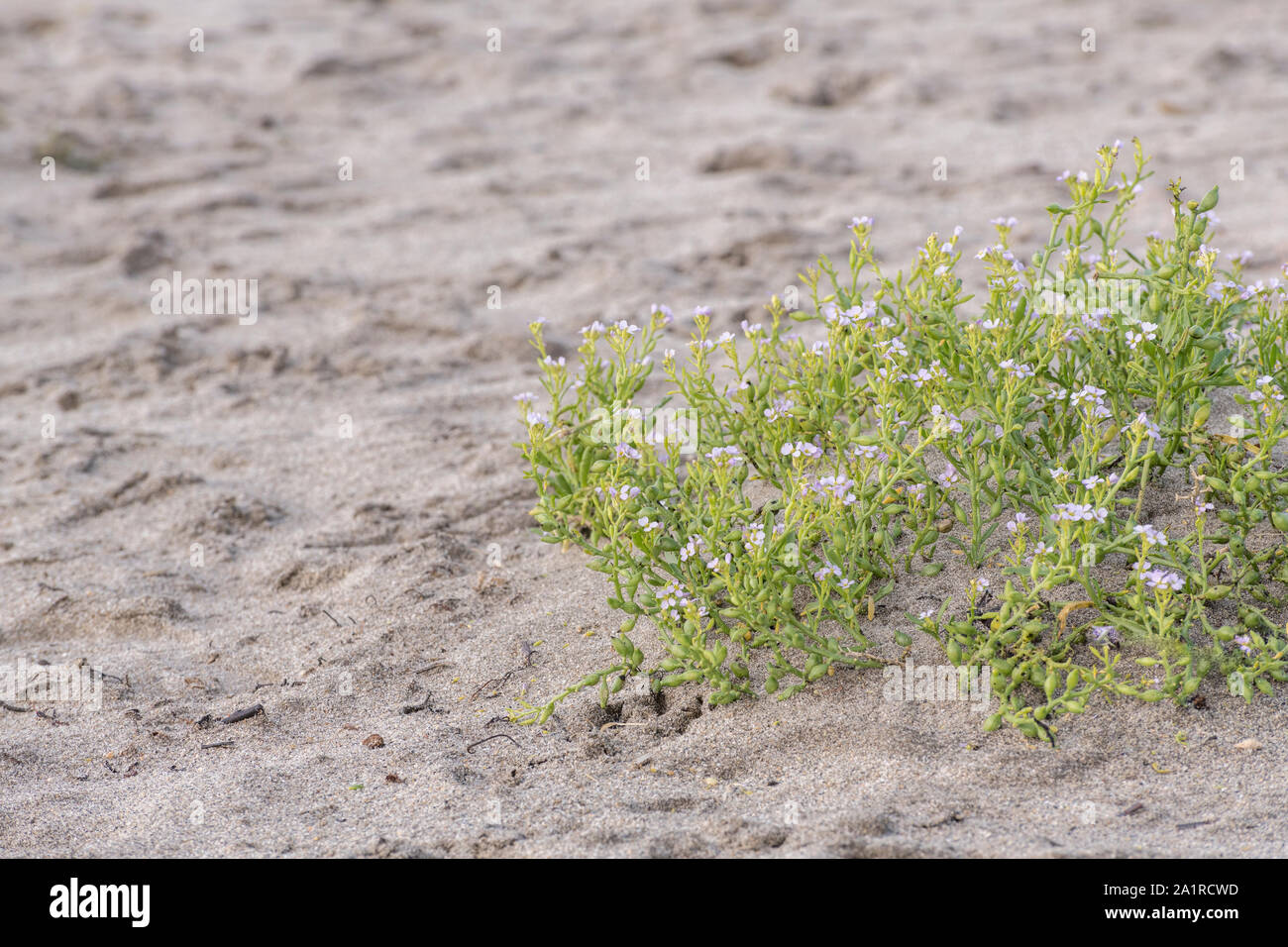 Flowering specimen of Sea Rocket / Cakile maritima on a sandy beach ...