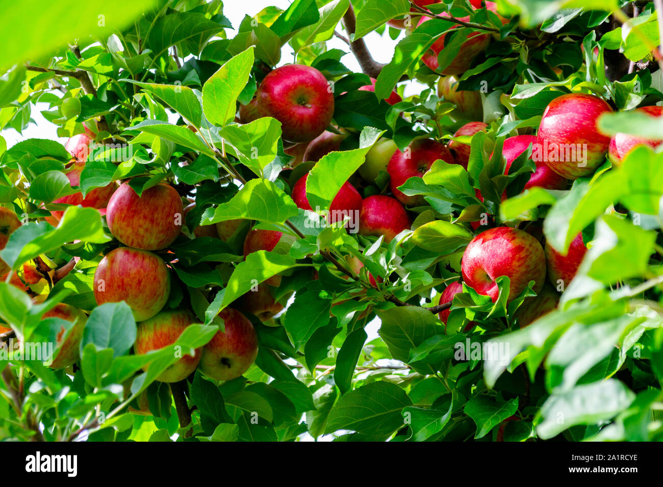 Girl harvesting apple from tree at farm hi-res stock photography and ...