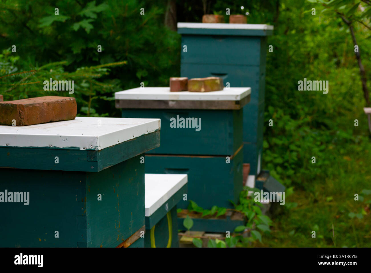 a beekeeper's stacked green honey bee hive boxes in a row Stock Photo ...