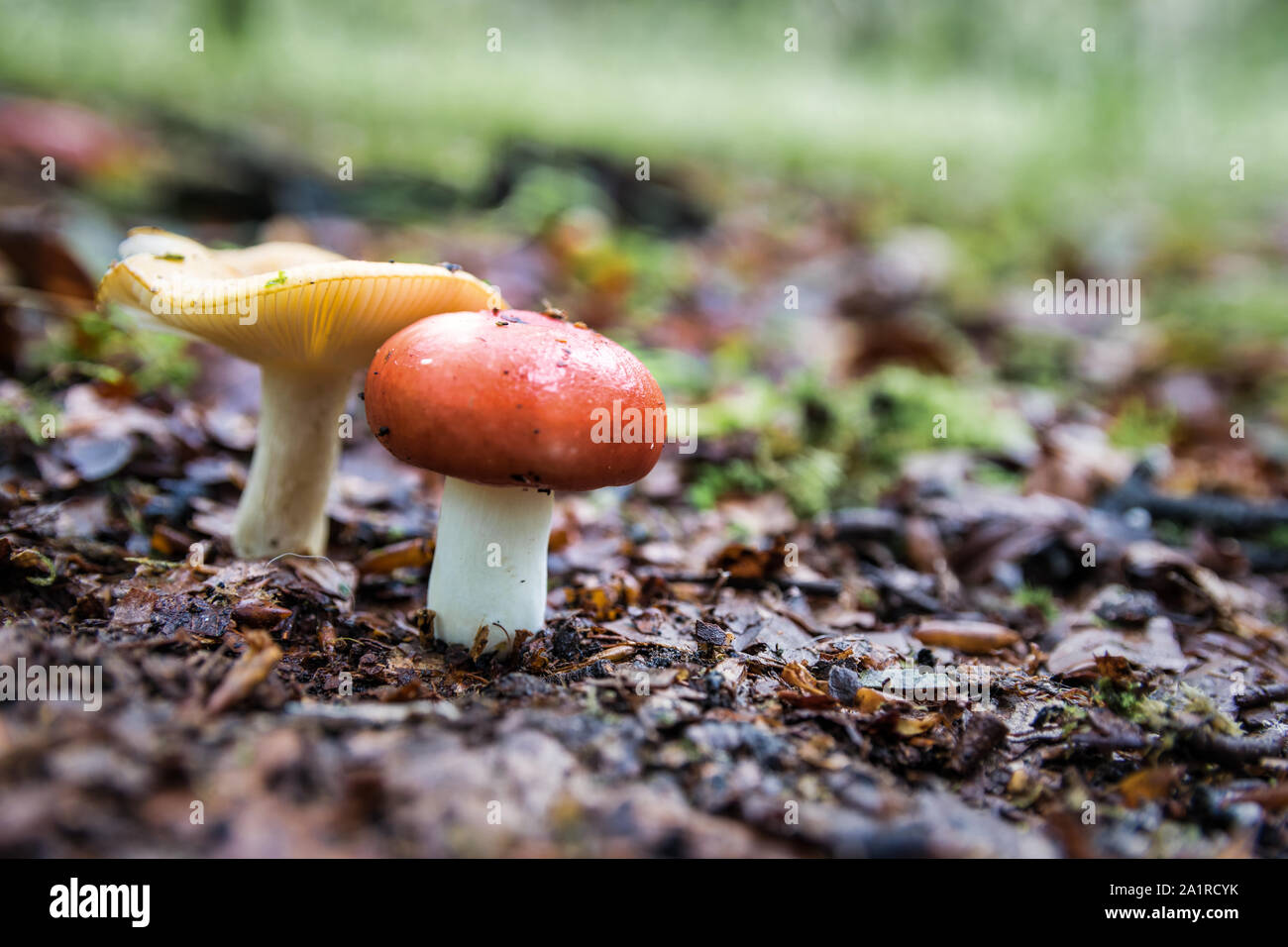 Wild mushroom gowing through the forest floor in Ireland Stock Photo ...