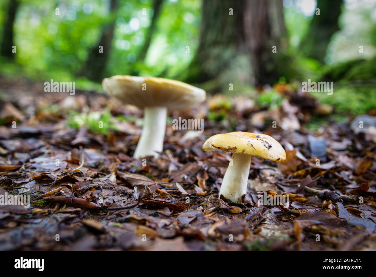 Wild mushroom gowing through the forest floor in Ireland Stock Photo ...