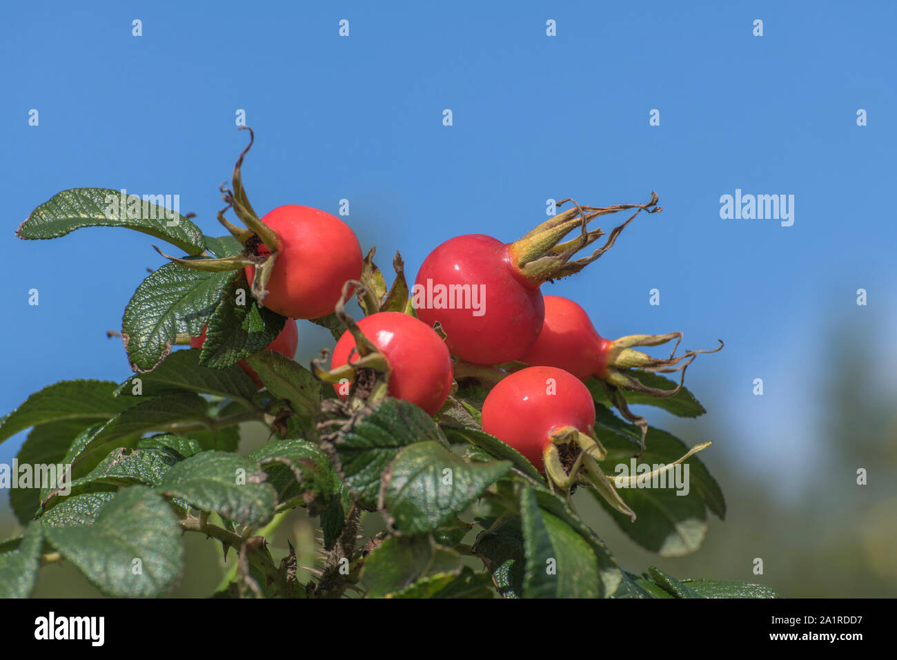 Cluster of red rosehips of wild Japanese Rose / Rosa rugosa in autumn ...