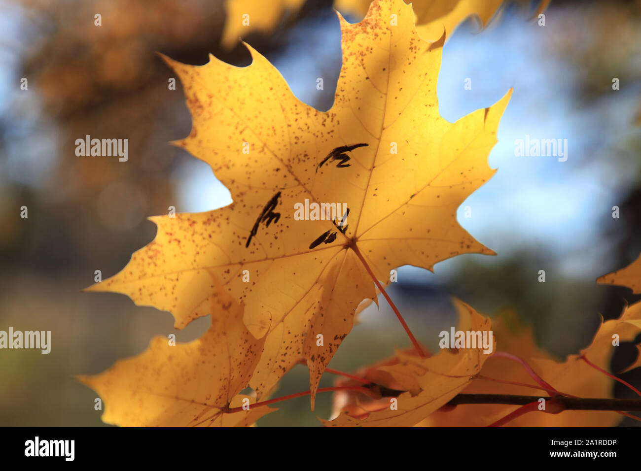 Golden autumn time. Yellow maple leaf with muzzle against the sun light ...
