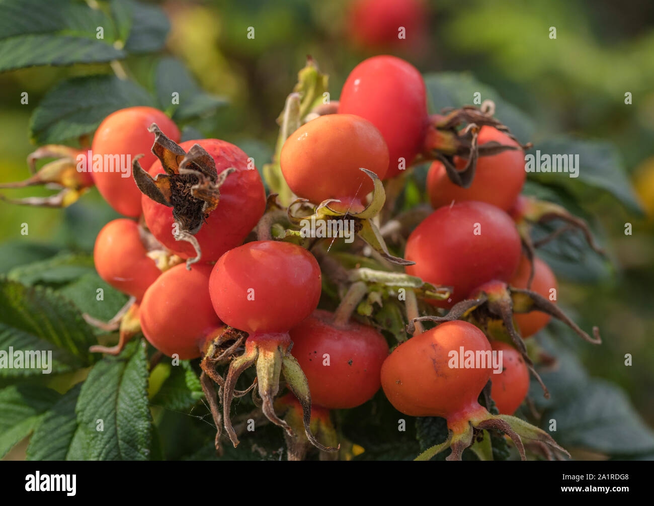 Large cluster of red rosehips of wild Japanese Rose / Rosa rugosa in ...