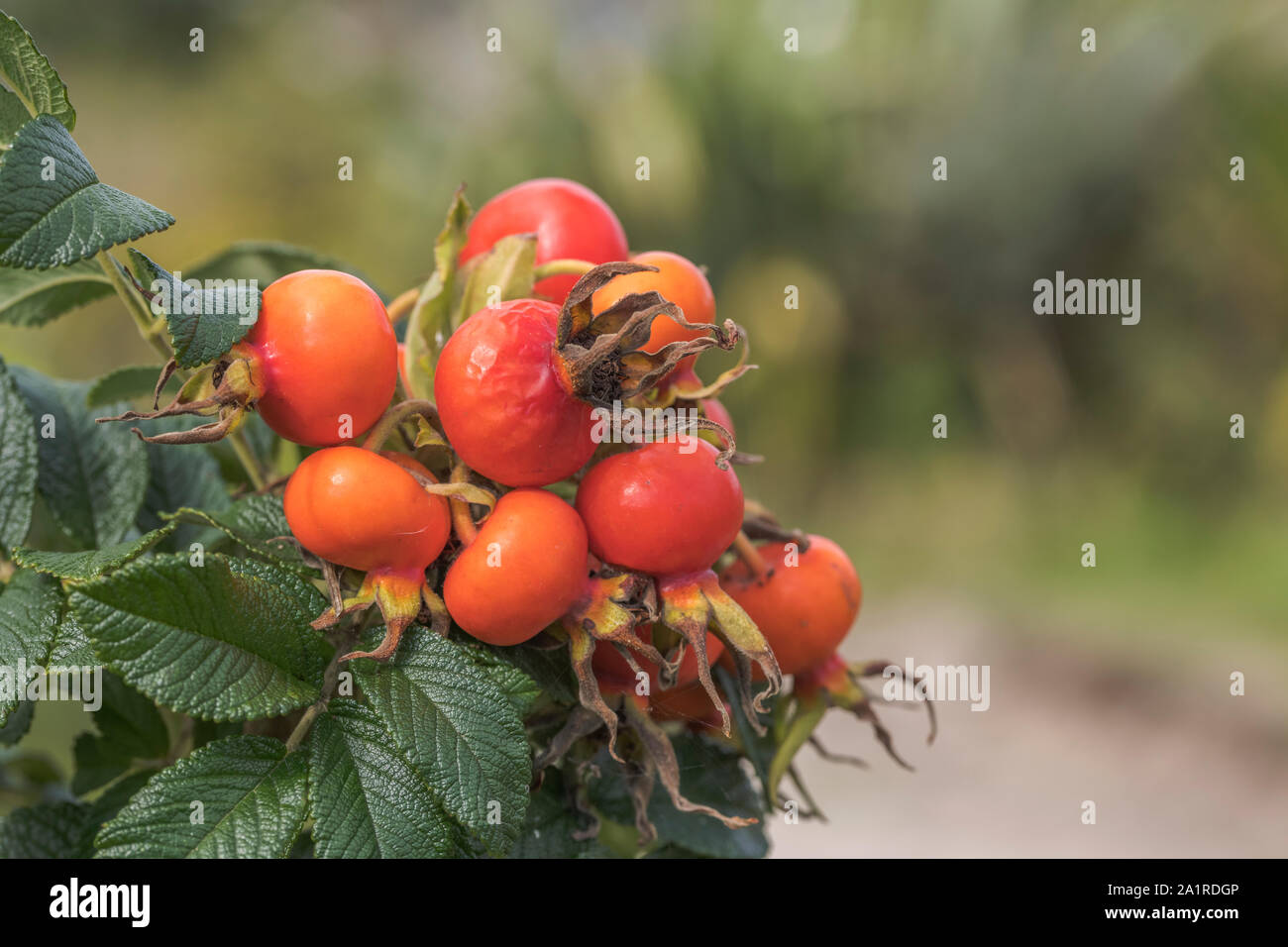 Large cluster of red rosehips of wild Japanese Rose / Rosa rugosa in ...