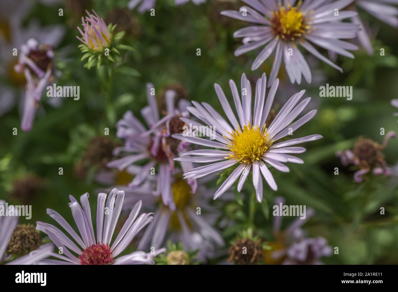 Nieuwnederlandse aster hi-res stock photography and images - Alamy