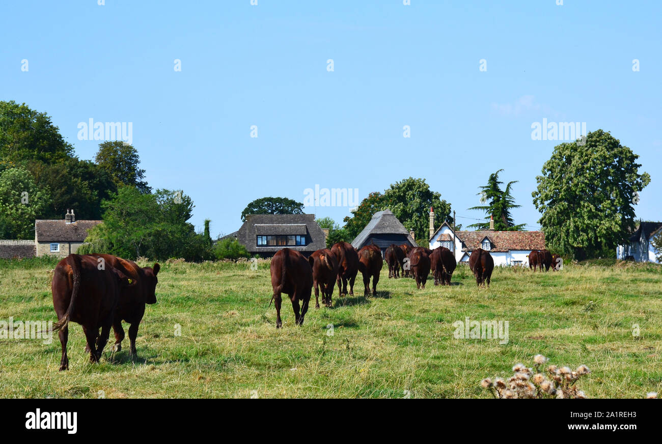 Farm house uk cows hi-res stock photography and images - Alamy