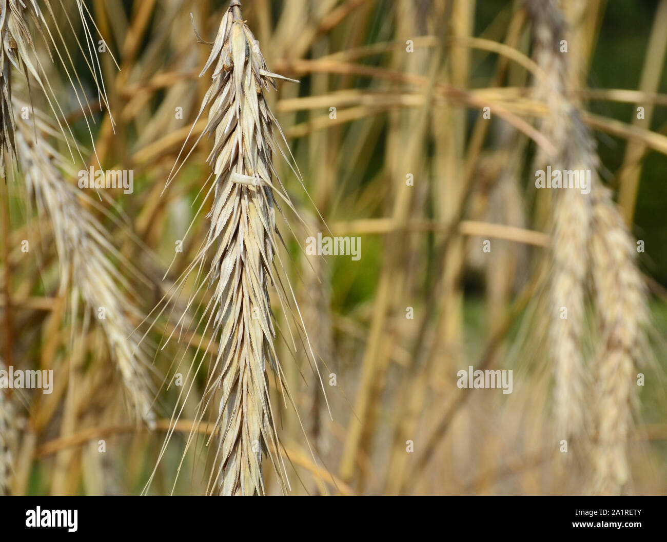 Ripe wheat closeup over field background Stock Photo - Alamy