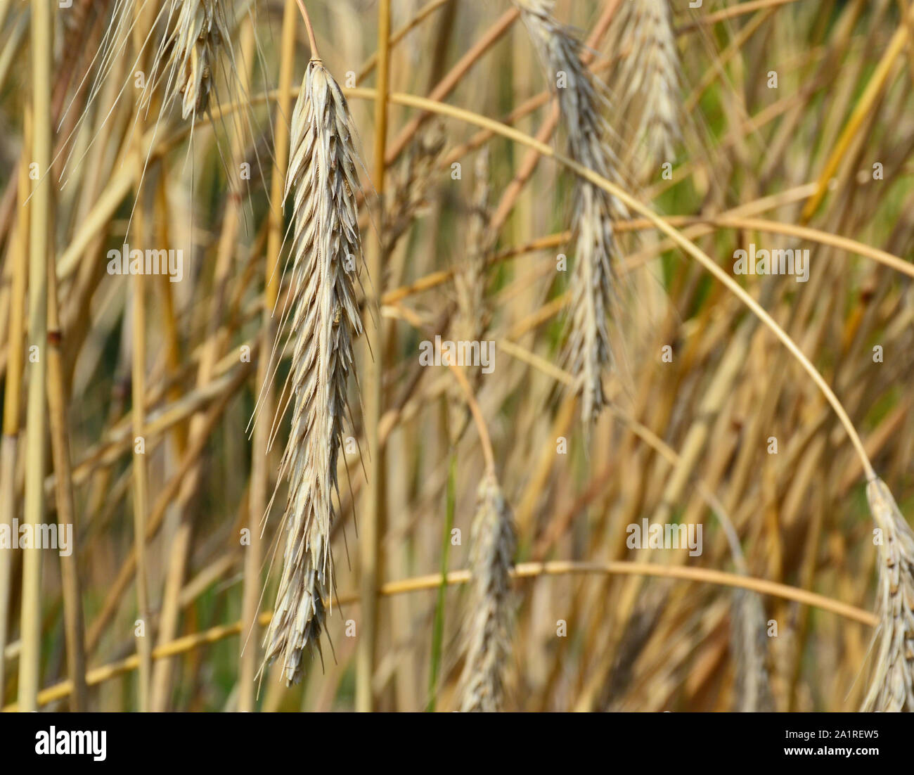 Ripe wheat closeup over field background Stock Photo - Alamy