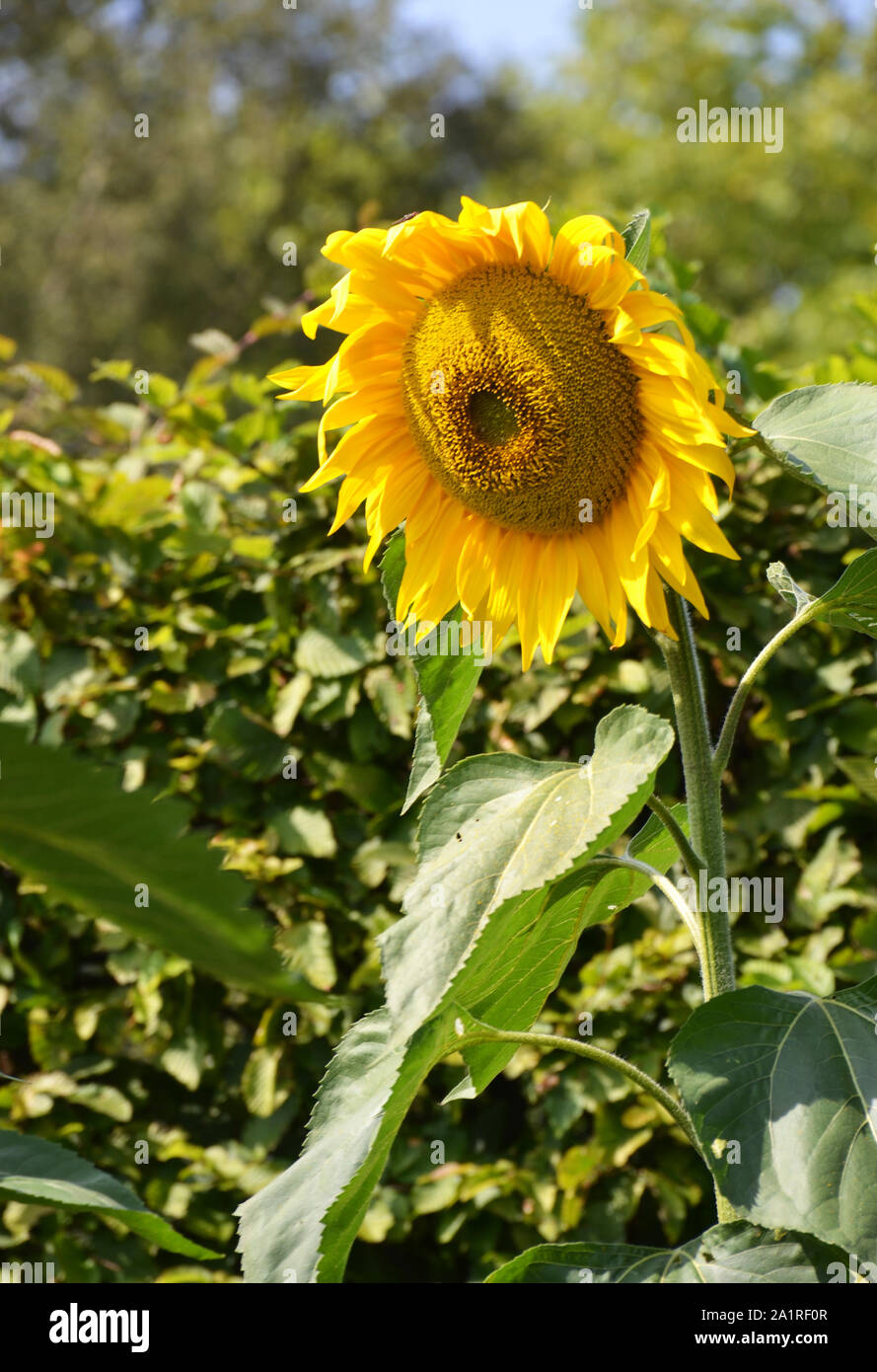 Sunflower in a meadow hi-res stock photography and images - Alamy