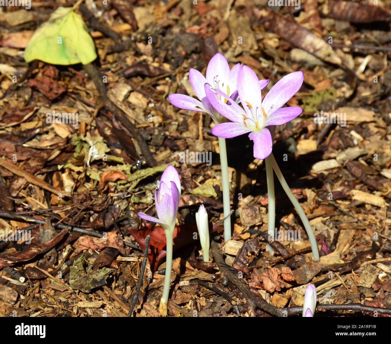 Colchicum flowers in a botanical garden Stock Photo - Alamy