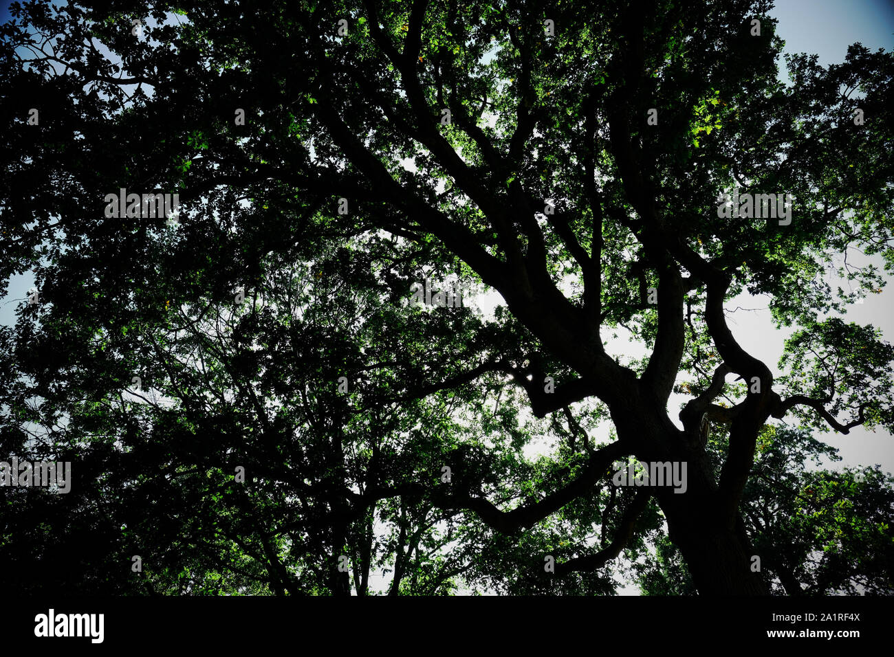 Oak tree uk september hi-res stock photography and images - Alamy