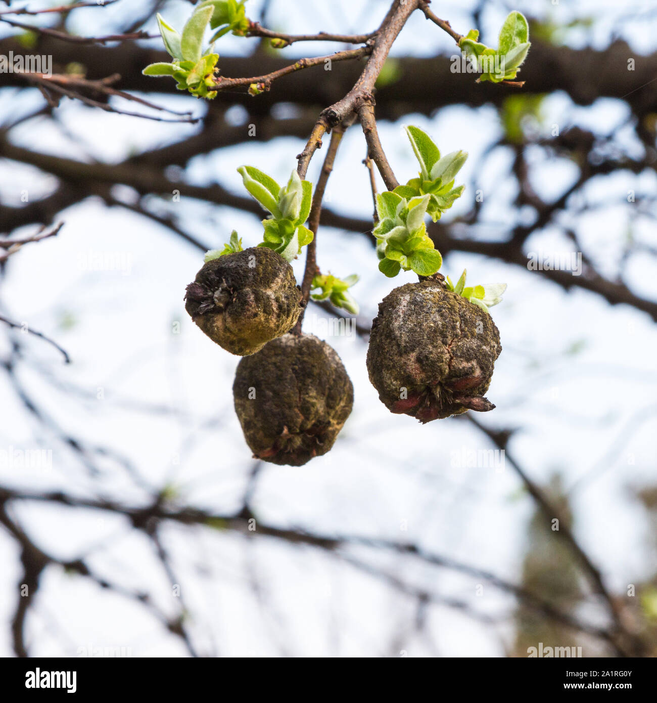 Shriveled hi-res stock photography and images - Alamy