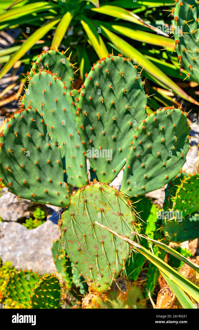 Beautiful view with cactus plants close up Stock Photo - Alamy