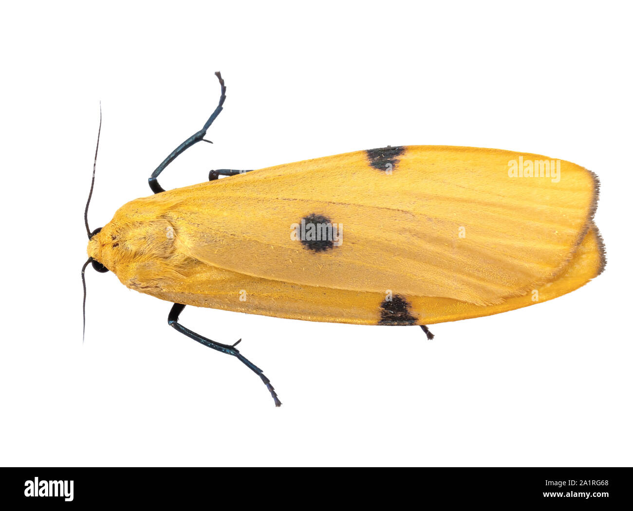 Quadra Lithosia female, yellow moth. Aka Four-spotted footman. Isolated ...
