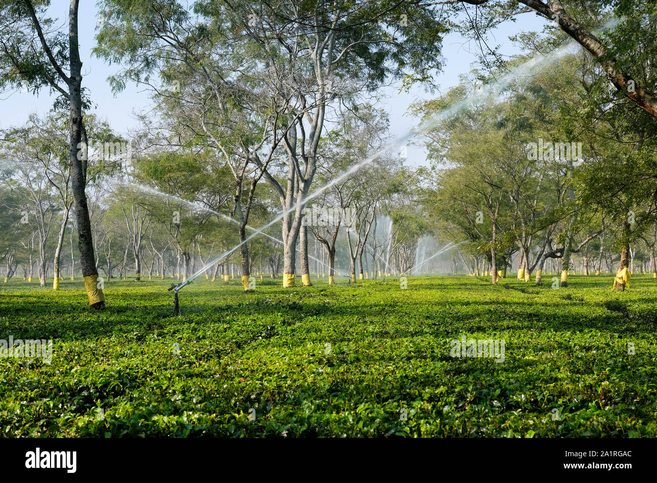 Water supply for tea plant Paneery Tea Estate in Paneri, State of Assam ...