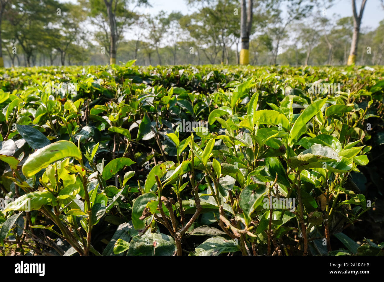 Paneery Tea Estate in Paneri, State of Assam, Northeast India, Asia ...
